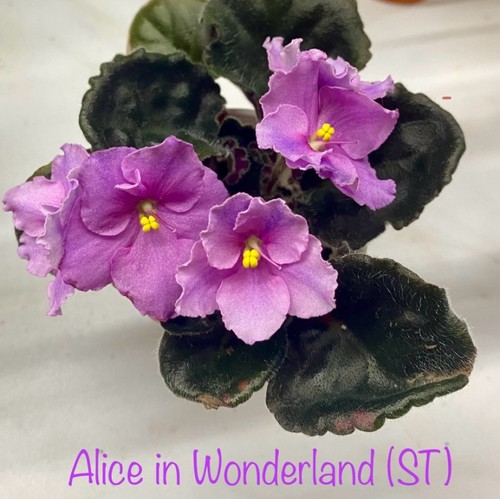 African Violet~Alice in Wonderland!~Standard! Starter plant | eBay