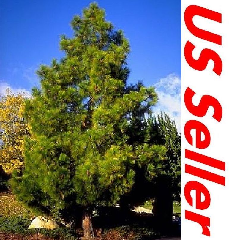 3 Tree Seedlings 4"~7" Tall Georgia Long Needle Pine Trees P2, Hardy ...