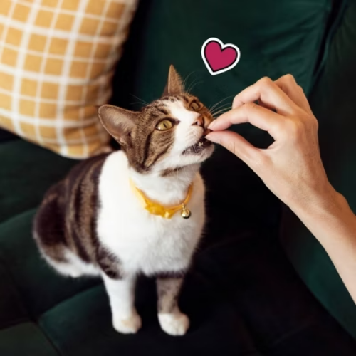 Temptations Mix Ups Backyard Cookout Cat Treats with Chicken Liver and ...