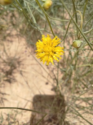 Wild Picked Cota Navajo Tea (6 tea bags) | eBay