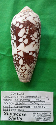 Conus episcopatus #M0444 Philippines 92.5mm | eBay