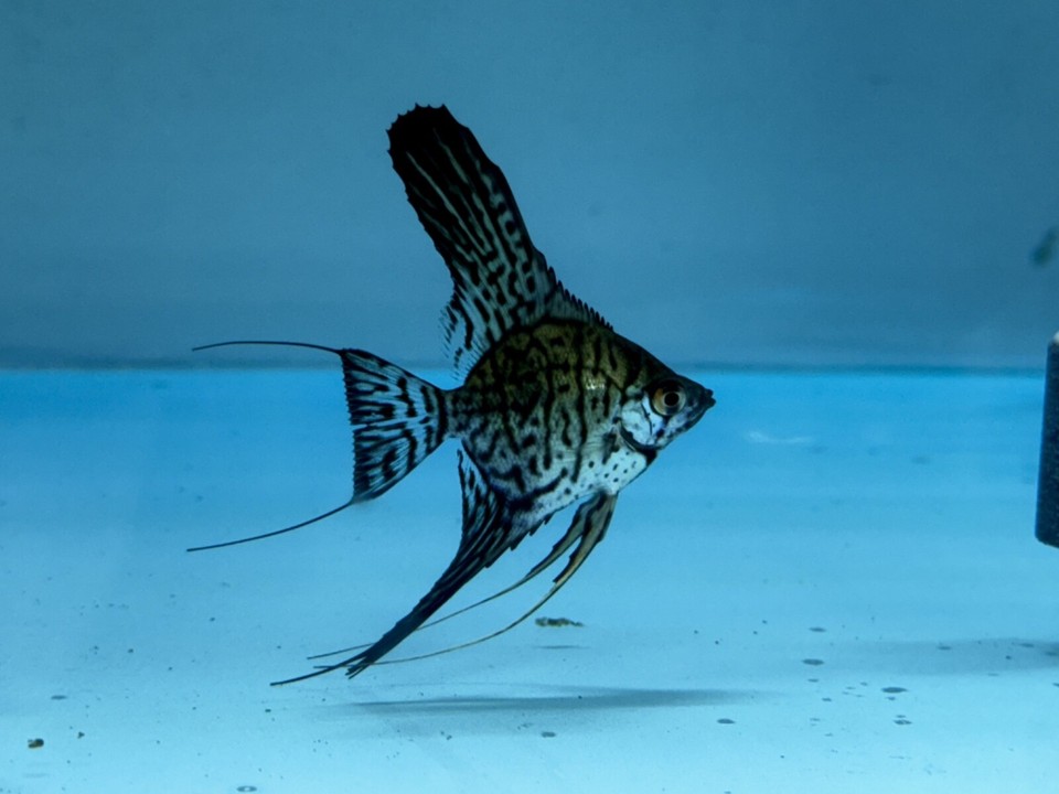 PACK Of 2 - LIVE Aquarium Longfin Leopard Angelfish - 1.5 To 2 Inch ...