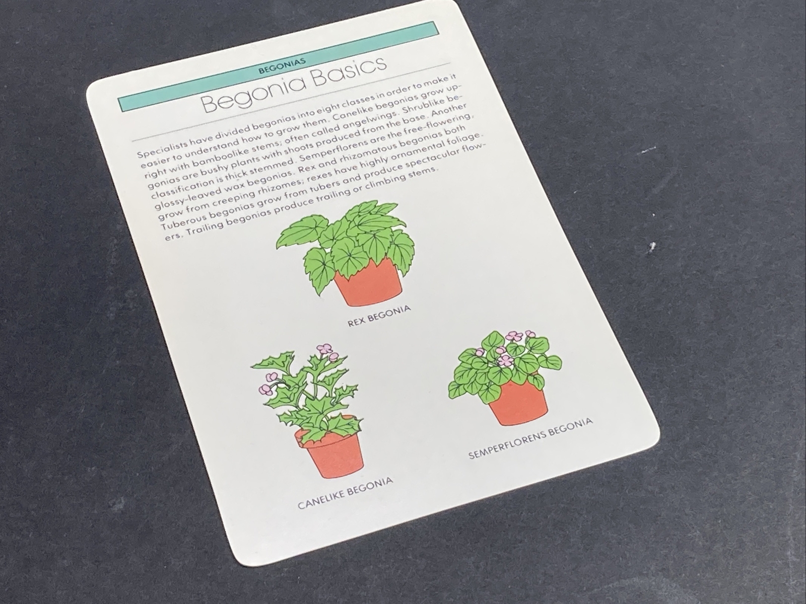 Happy Plants Identification Agricultural Tree Bush Shrub Plant BIO Card ...