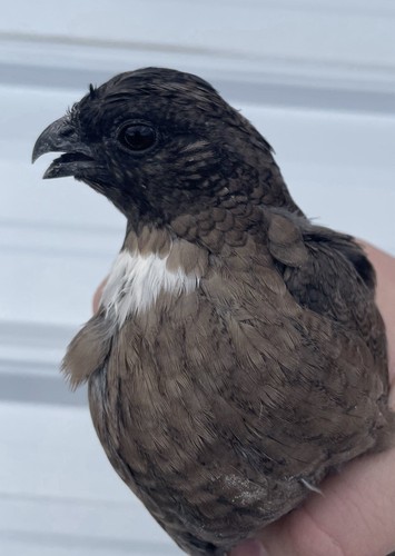 One Dozen Charcoal & Grey Barred Bobwhite Quail Hatching Eggs | eBay