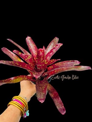 Neoregelia “SUPER AZTEC ” FULL COLORED Young Adult BROMELIAD PLANT | eBay