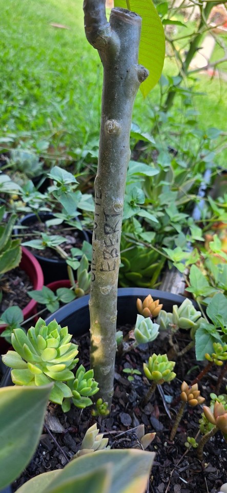 Plumeria / Frangipani CHARLOTTE EBERT (1x Rooted Plant) - Rare Variety ...