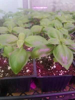 2 plants Live Italian Basil Genovese - Ocimum basilicum Herbs Plants in ...