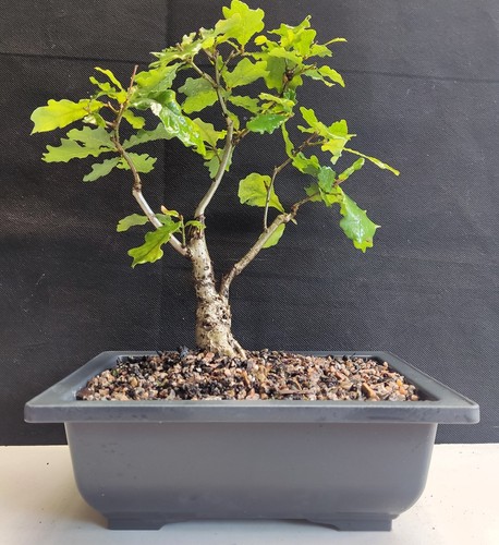 ENGLISH OAK STARTER BONSAI - Yamadori, only 9" High x 8" Spr x 1" Trk ...