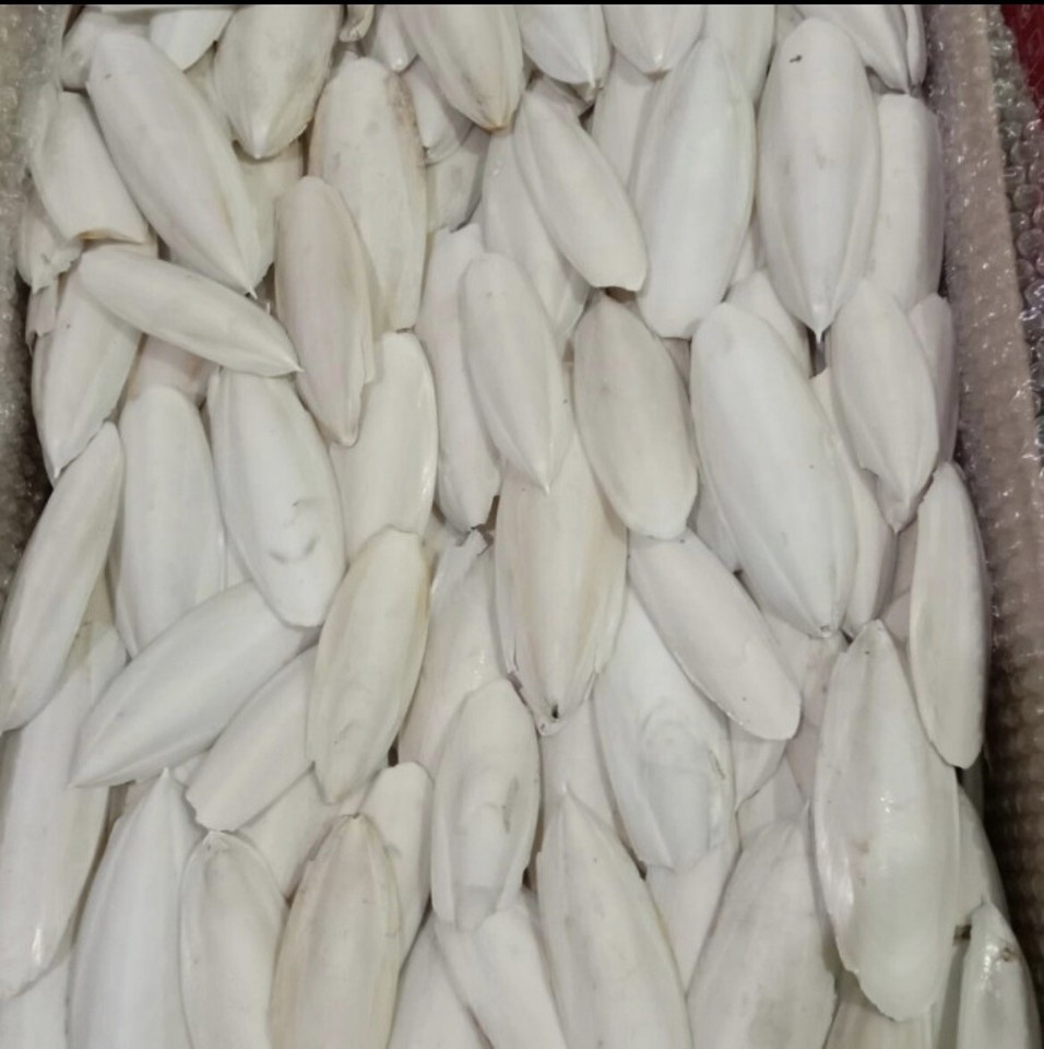 Cuttlebone for Birds Reptiles Turtles Food Source Calcium 5”++ Small ...