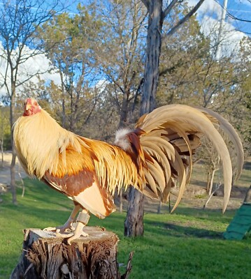 Livestock Supplies - Gamefowl