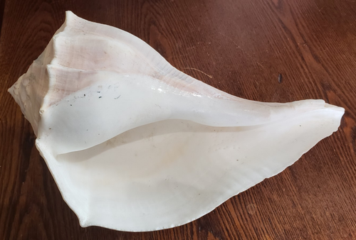 Natural Real Lightning Whelk Conch Shell Nautical Beach Seashell 12 X 6 ...