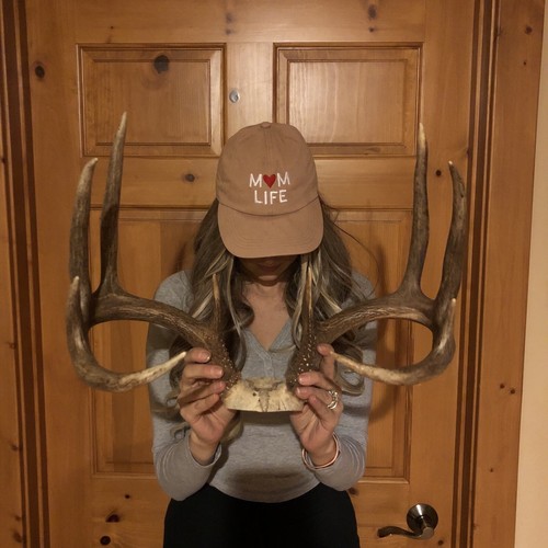 Antler Whitetail Deer WILD 5X5 RACK! TROPHY~MOUNT~DECOR~MOOSE~ELK~MAN ...