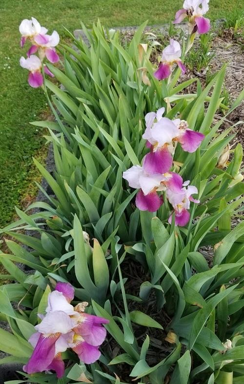 10 Beautiful Tall Bearded IRIS Plants ~ Two Tone PINK ~ MAYTIME 10 LIVE ...