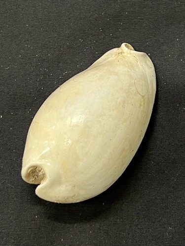 RARE Fossilized COWRIE Shell From Central Florida - Pliocene Era. | eBay