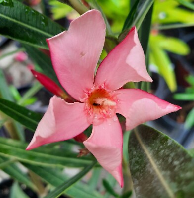 SOLEIL LEVANT NERIUM OLEANDER SEED 30 SEED | eBay.de