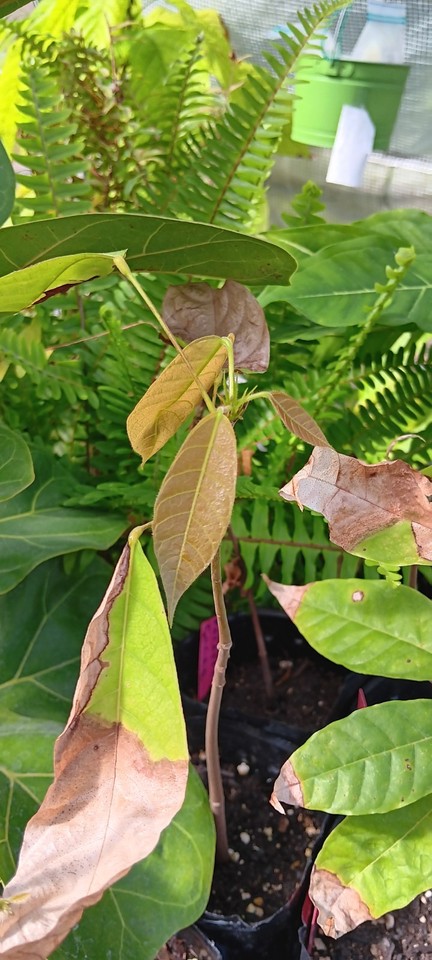 Forastero Yellow Theobroma Cacao Tree | eBay