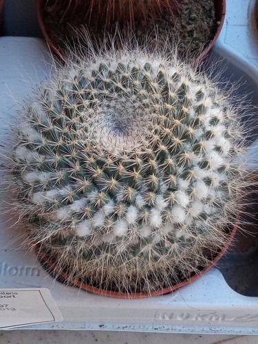 Cactus Mammillaria Hahniana Plante Suculente Avec Racine Pot Ø 8 Cm | eBay