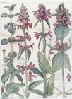 1907 H. Isabel Adams Print Wild Flowers British Isles Betony,Common ...