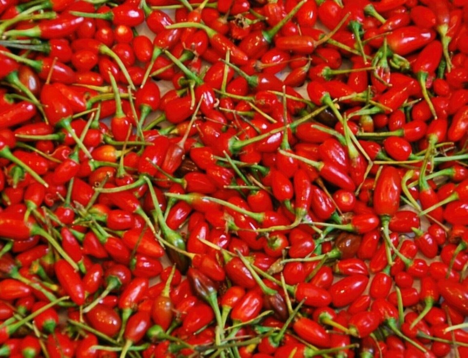 CHILI TEPIN CHILTEPIN PIQUIN SEEDS 20 SEEDS CHILI SPICY CHILI HOT | eBay