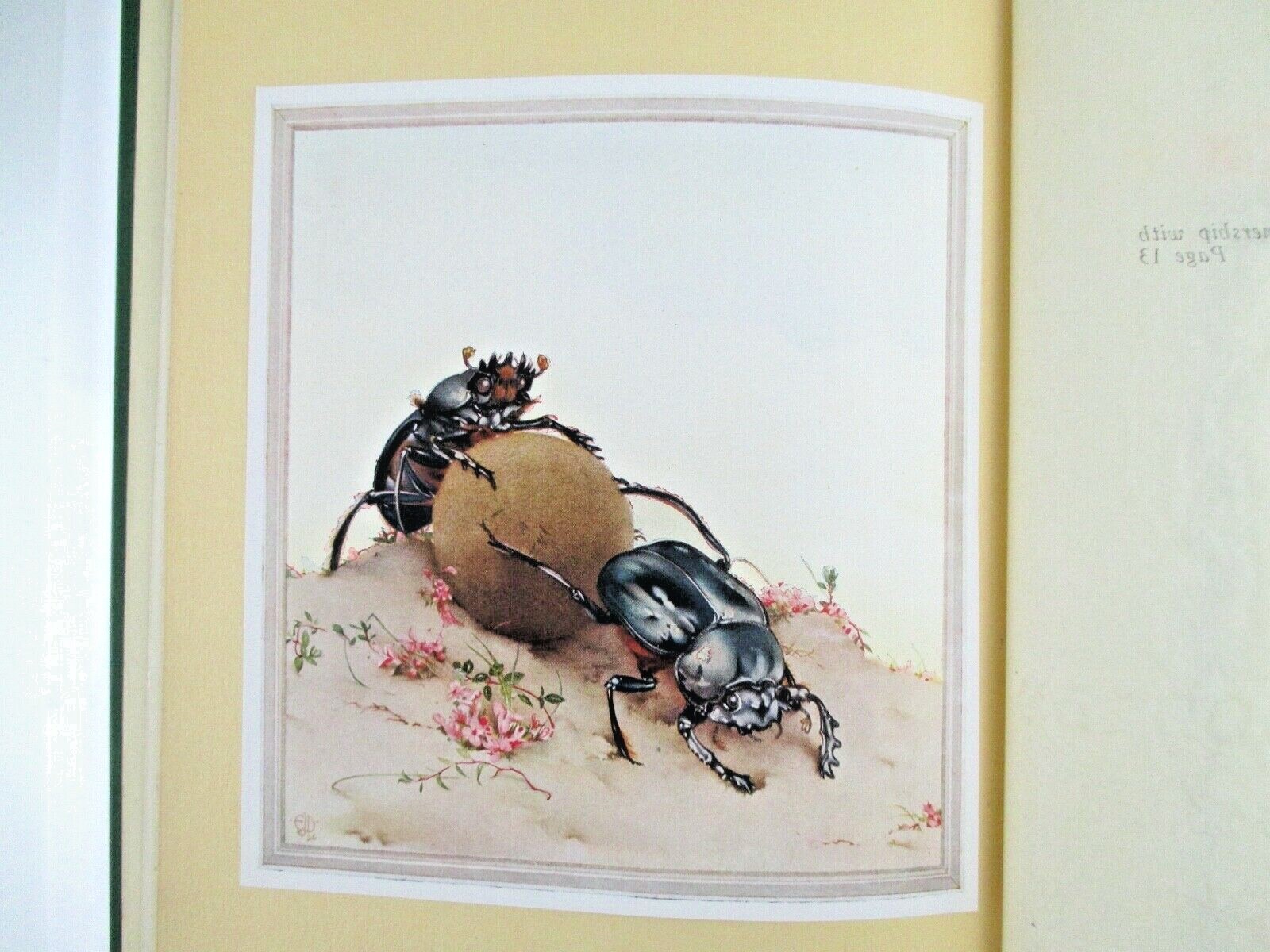 Fabre's Book of Insects -Stawell -Illustrations by E.J. Detmold Tudor ...