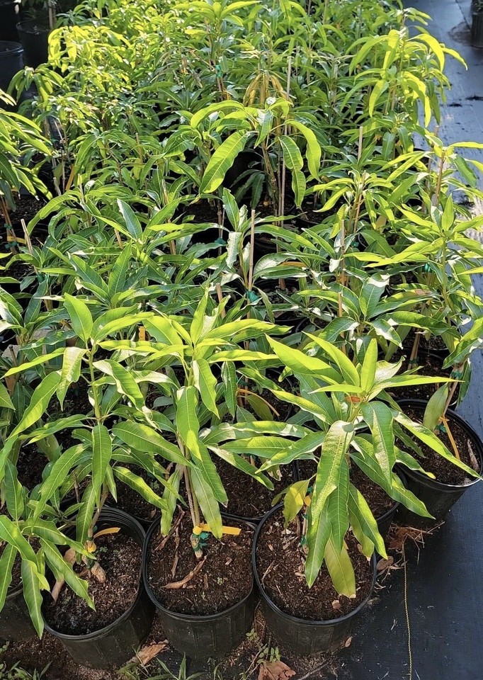 Buttercream Grafted Rare MANGO Tree 3Gal Pot Ready To Fruit Ship UPS ...