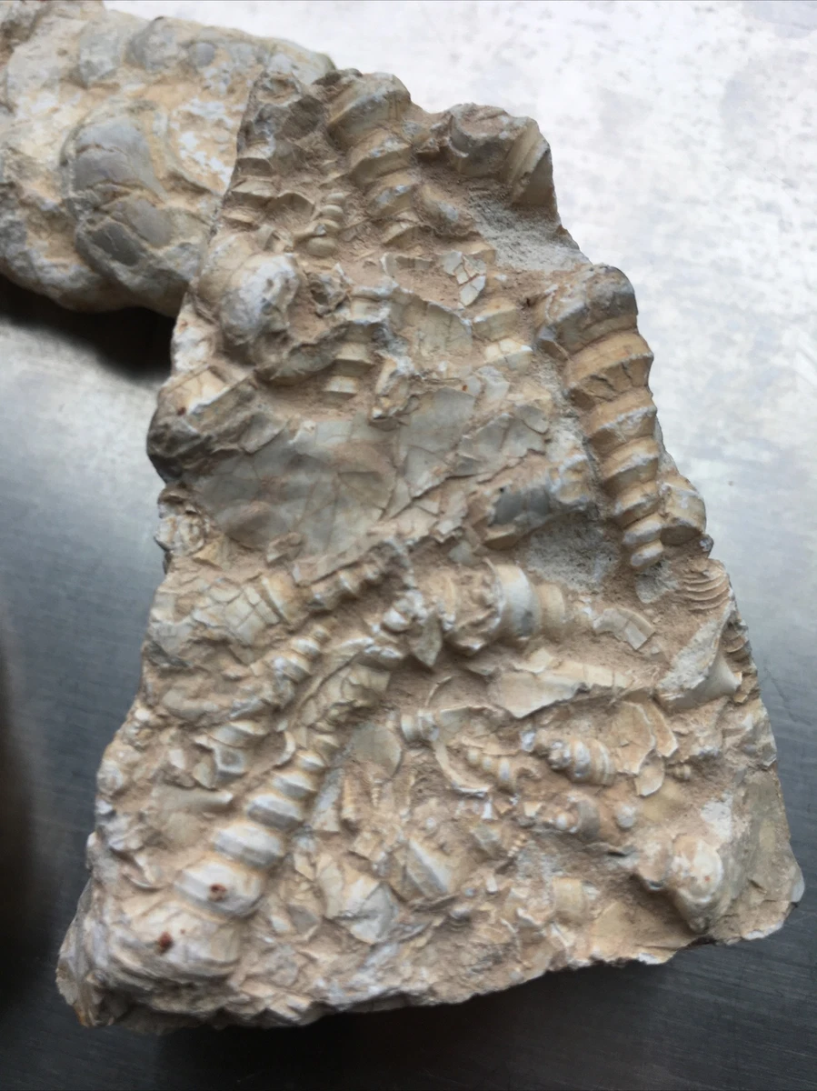 Fossiliferous Sandstone