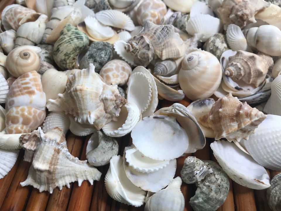 Medium Mixed Seashells, Assorted Craft Shells Mix 1-2" 200+ pcs 1 Kilo ...