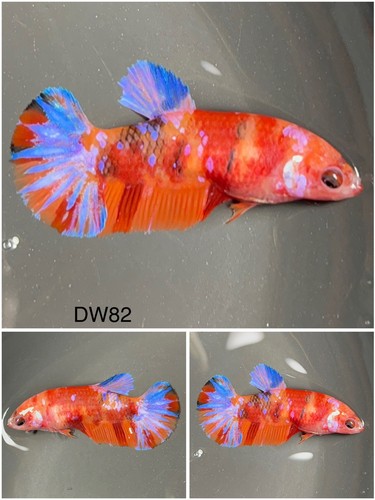 Female Betta Live Fish - Koi Candy Galaxy HMPK - DW82 - For Sorority ...