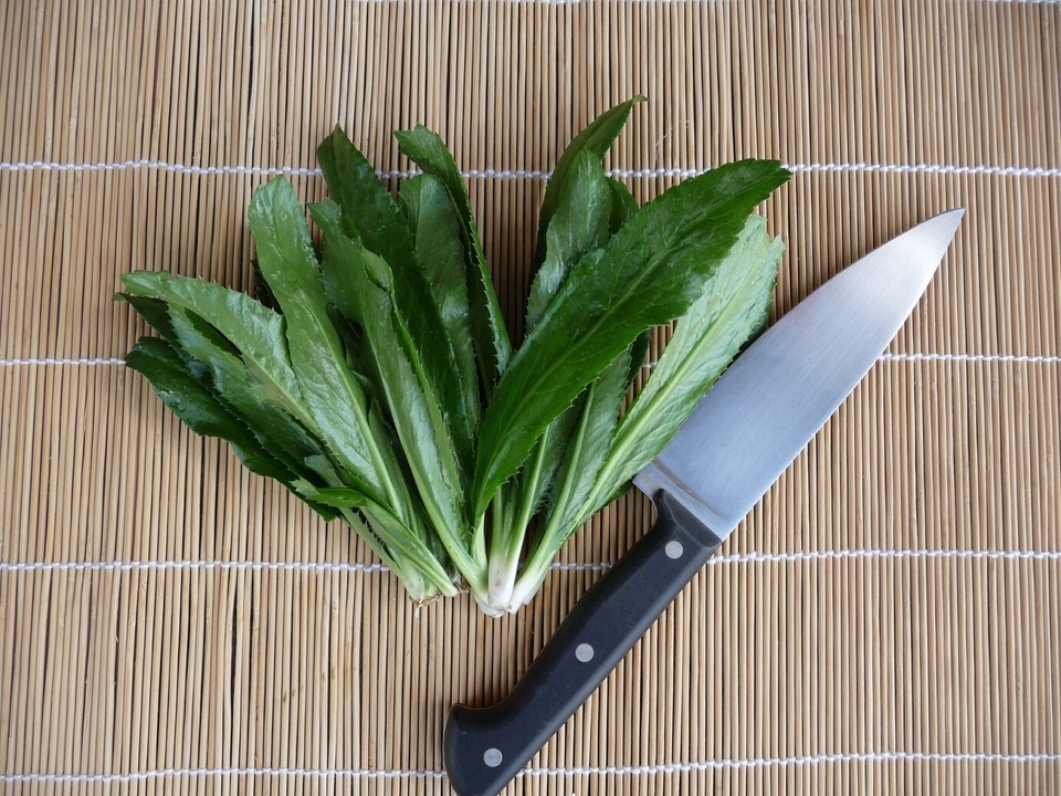 500+ Culantro Seeds, Long Coriander / Culantro (Eryngium foetidum ...