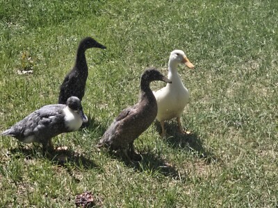 fertile duck hatching eggs barnyard mix 6+1 Eggs | eBay