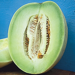 Honey Dew Melon Earli-Dew 100 seeds | eBay