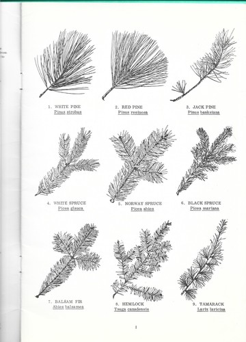 Wisconsin Trees A Picture Key Goff Zedler 1965 Madison Pine Spruce Oak ...