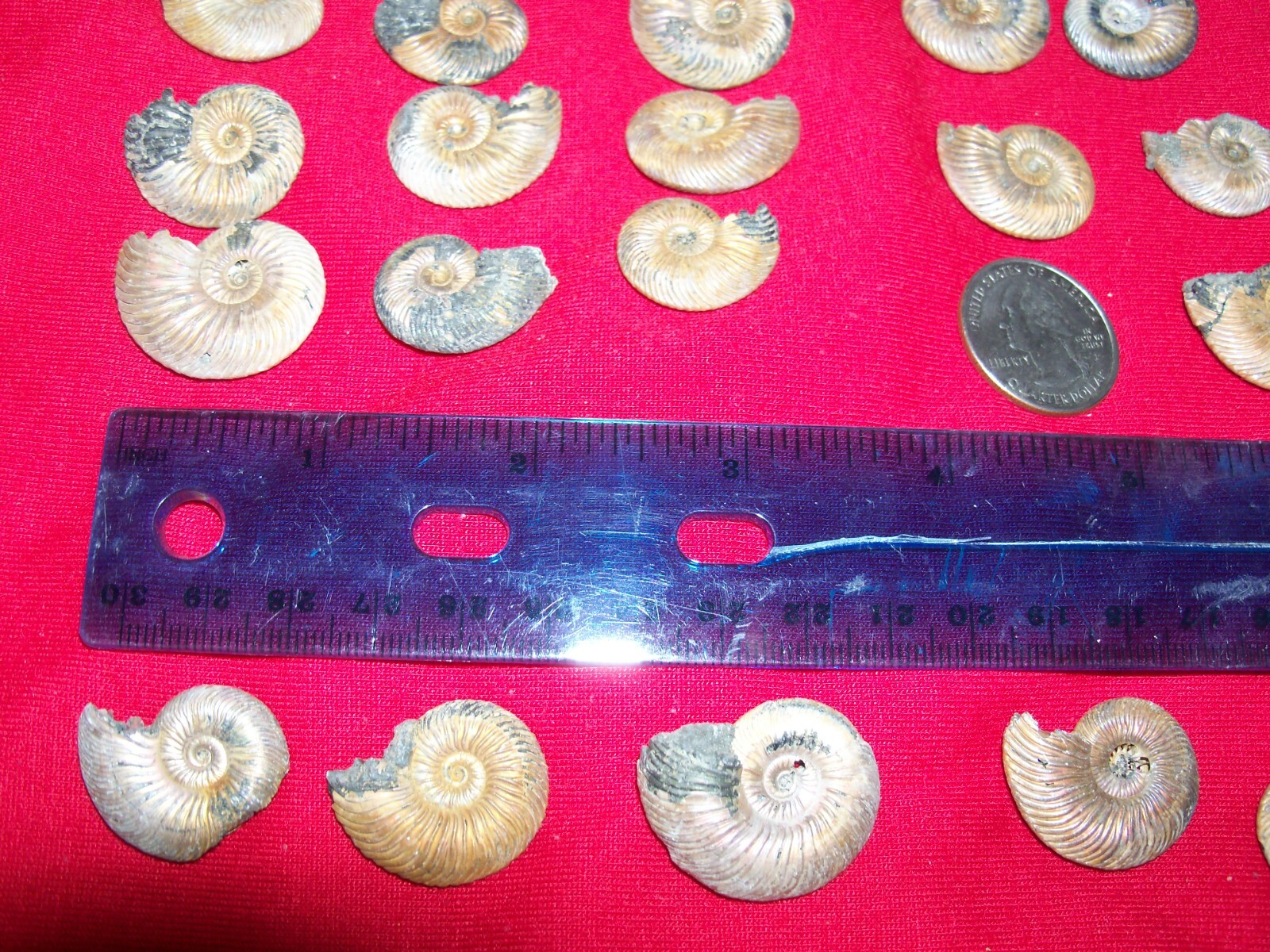 1 Pyrite Ammonite fossil small rare | eBay