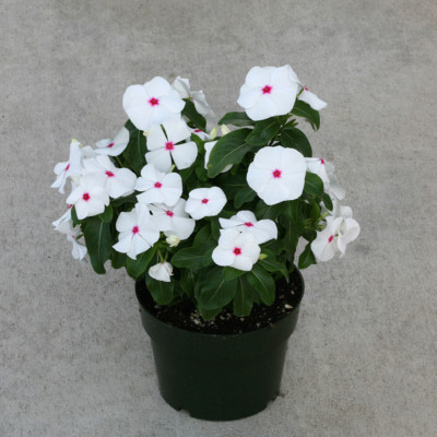 Vinca Seeds Cobra Peppermint 25 Seeds Flower Seeds | eBay