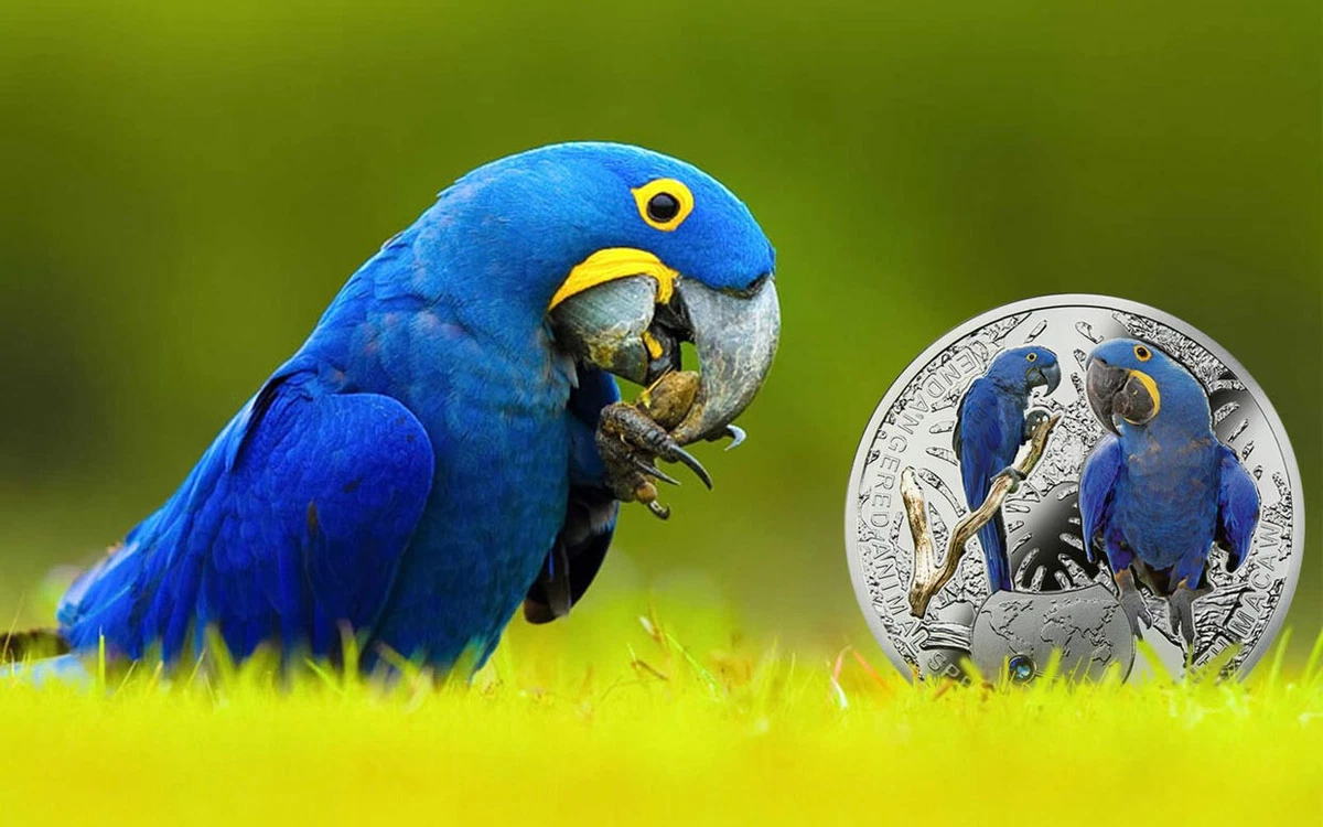 Silver Macaw