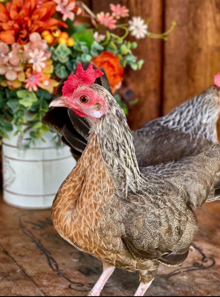 6 Fertile Silver Duckwing Bantam Hatching Eggs | eBay