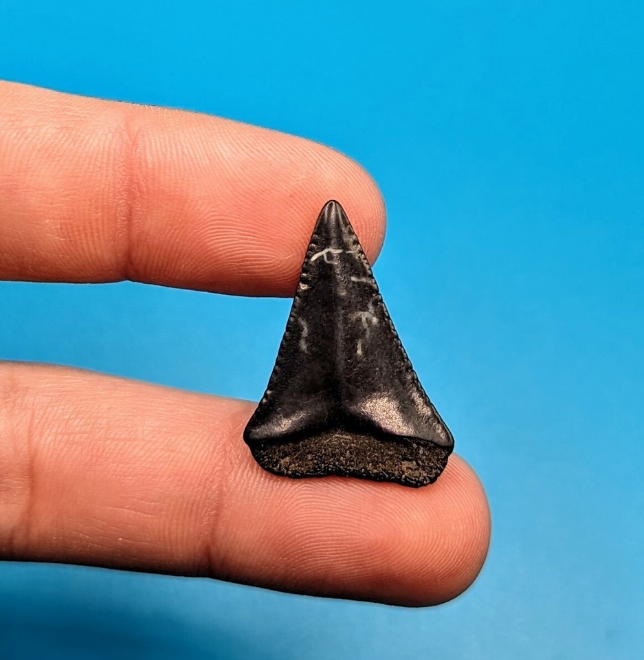 Gorgeous Jet Black Great White Shark Tooth With White Lightning Pattern ...