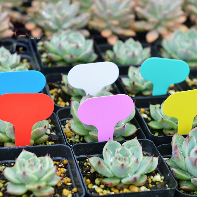 T Plant Labels, 10-200pcs 6 Colours Garden stakes Markers Tags Nursery ...