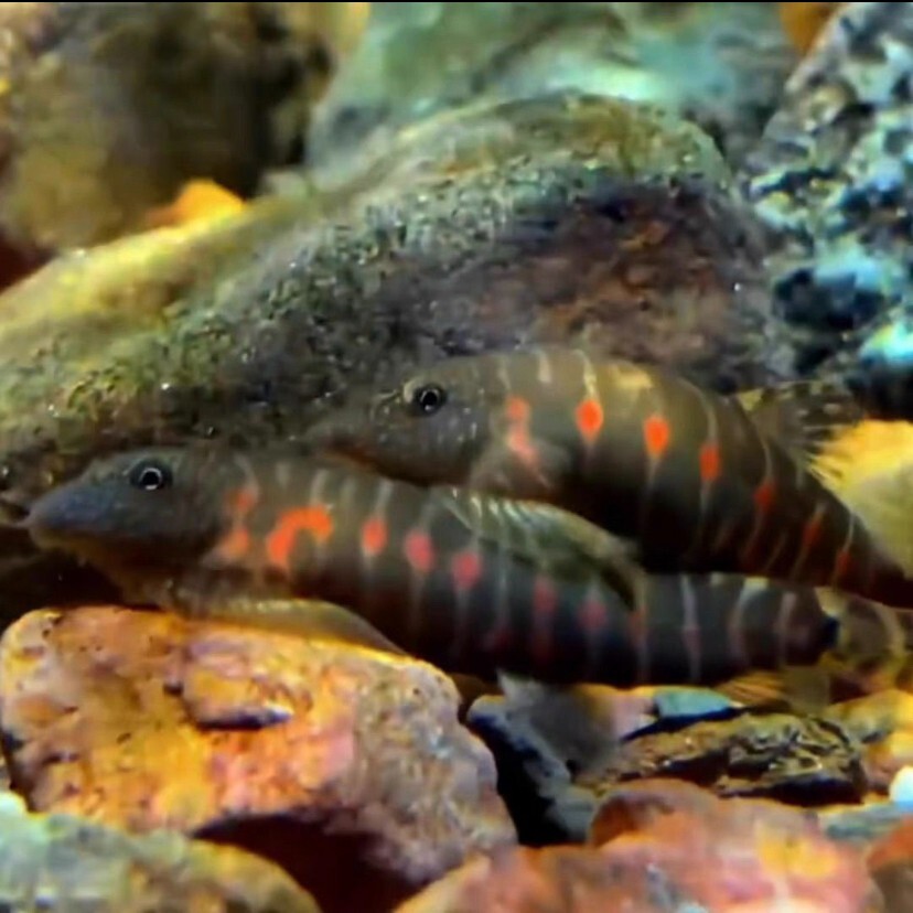 💥RARE FISH💥Red Diamond Loach💍💥Live Aquarium Fish - 💍💥High Grade A+++💍💥 ...