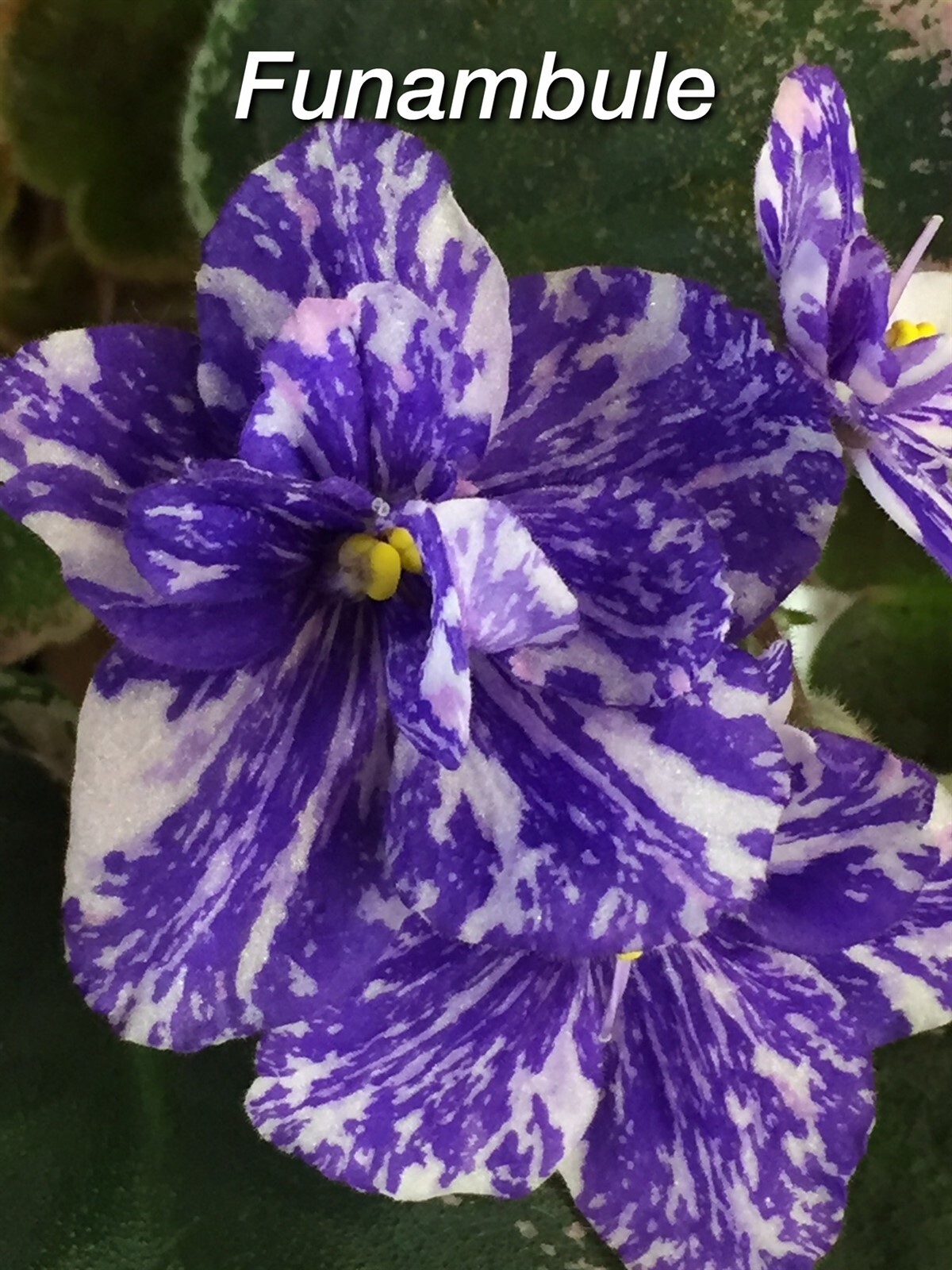 African Violet Leaves (2) Funambule (Standard) | eBay