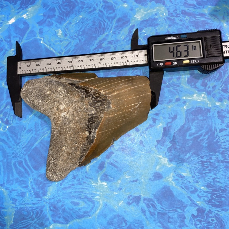 MEGALODON SHARK TEETH 1 POUND FRAGS TEETH MEG SCUBA DIVER DIRECT FOSSIL ...