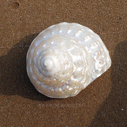 12-13cm Pearl Cone Snail Natural Sea Shell Decoration Creative Home ...