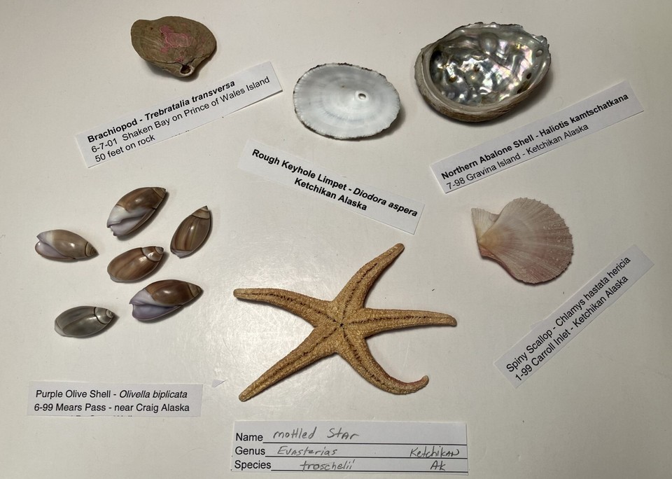 Alaska Sea Shell Collection. Lot 14. Rare and Unique. Collected in ...