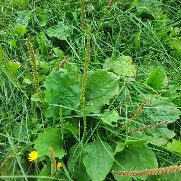 Common Plantain Seed