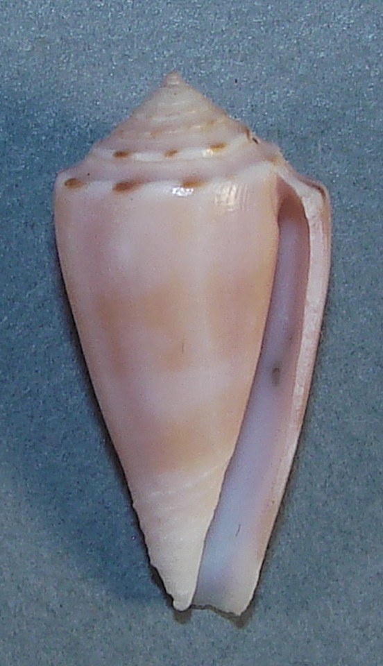 CONUS BRUUNI 34.18mm BEAUTIFUL RARE SPECIMEN 23˚ 42' S, 167˚ 60' E New Caledonia | eBay