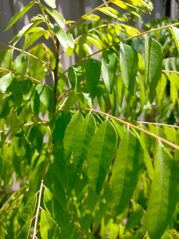 Curry Plant/Tree Curry Leaf Plant/Tree (Murraya Koenigii) 38cm - 44 cm ...