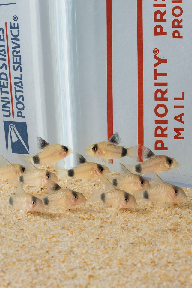 Group Panda Corys Free 2 Day Shipping | eBay