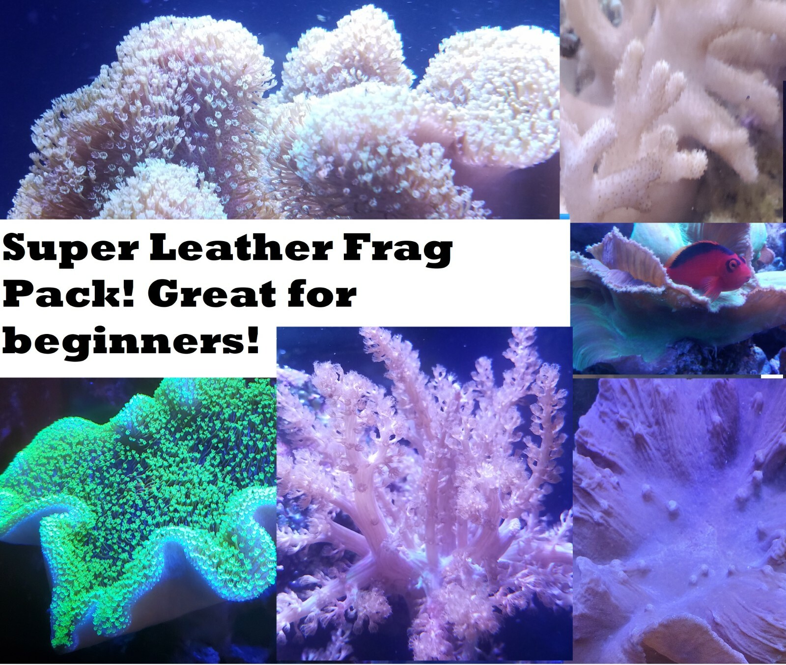 Super Leather Frag Pack, 6 Frags (Beginner Reef Salt Water Coral Live ...