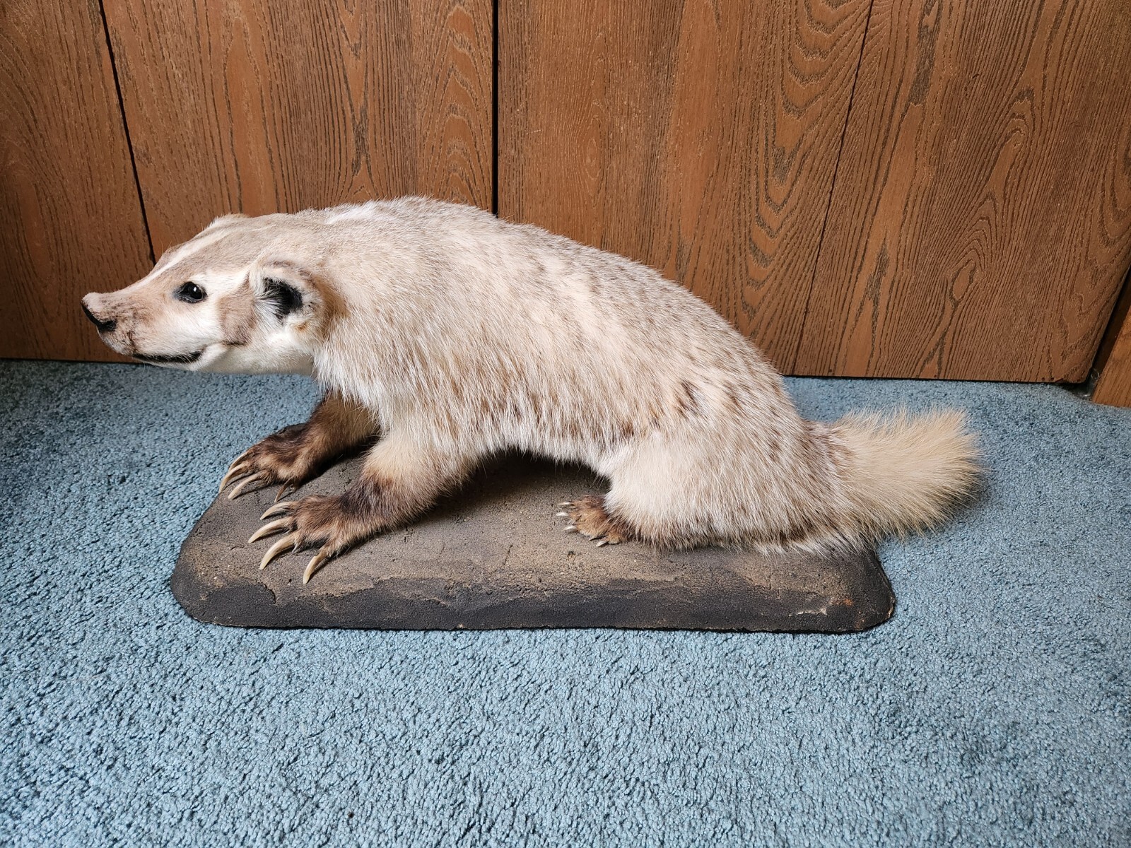 Badger Taxidermy Mounts (Great For Wisconsin Fan) | eBay