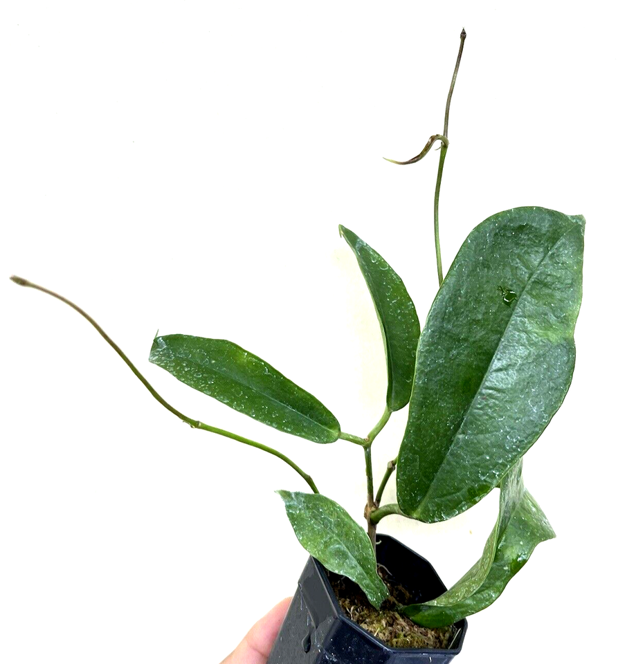 Hoya subcalva ( grape fragrance ) 8-15 inchs well rooted. | eBay